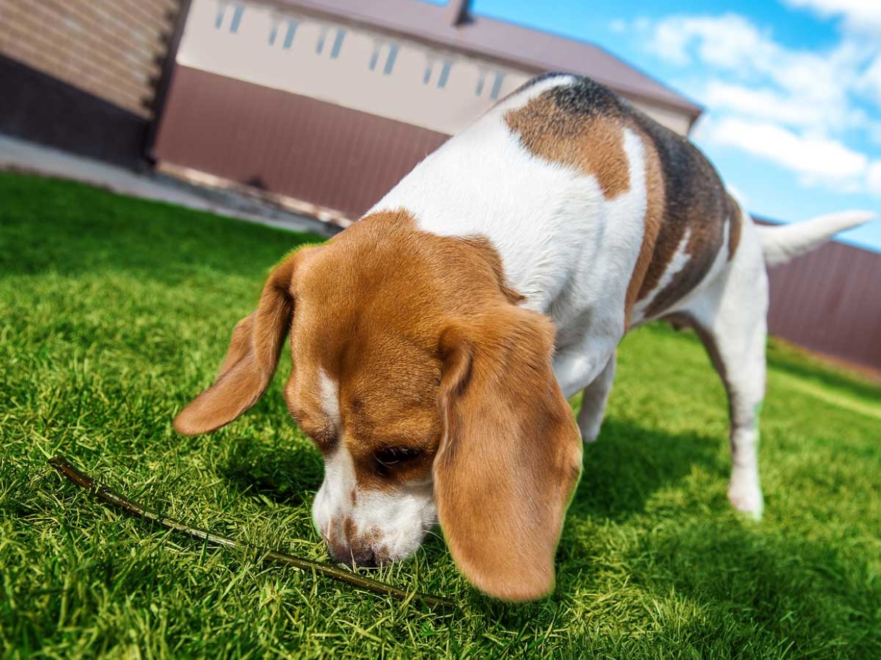 Pet Turf, Artificial Grass for Dogs Tampa Florida